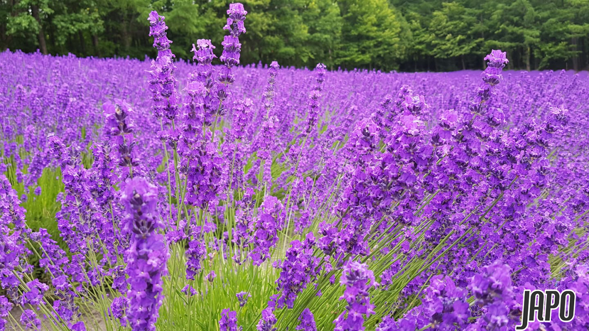 ឋានសួគ៌នៃ ផ្កា Lavender ស្អាត បំផុត នៅប្រទេសជប៉ុន - JAPO Japanese News